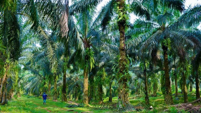 Palm Oil Magazine - MPOB to Launch Traceability Application Connecting ...