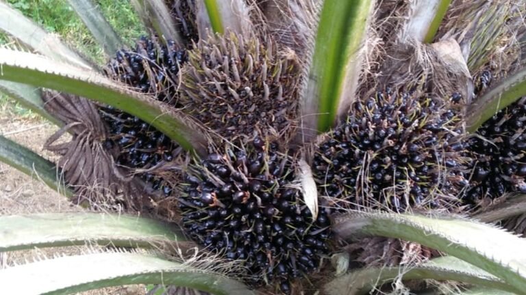 Palm Oil Magazine - To Enhance Palm Oil Productivity: Innovation in ...