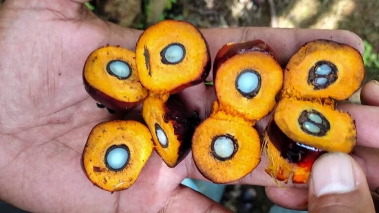 Palm Oil Magazine - Shell Gene: A Breakthrough Solution for Palm Oil ...