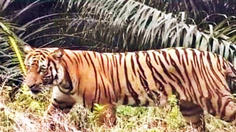 Palm Oil Magazine - Sumatran Tiger Appears in Palm Oil Plantation in ...