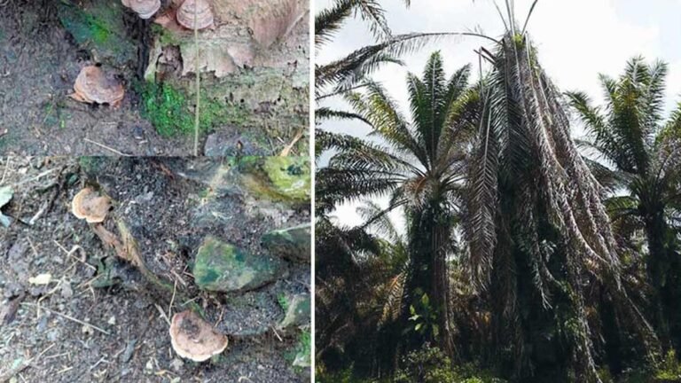 Palm Oil Magazine - Exploring the Complexity of Basal Stem Rot Disease ...