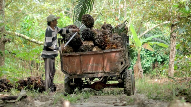 Palm Oil Magazine - FFB Price in West Kalimantan in the Second Period ...