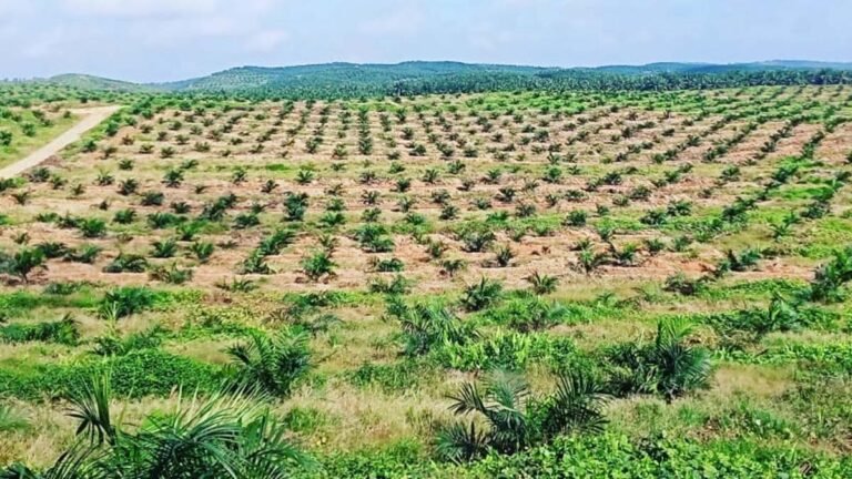 Palm Oil Magazine - South Kalimantan Province Promotes RAD KSB ...