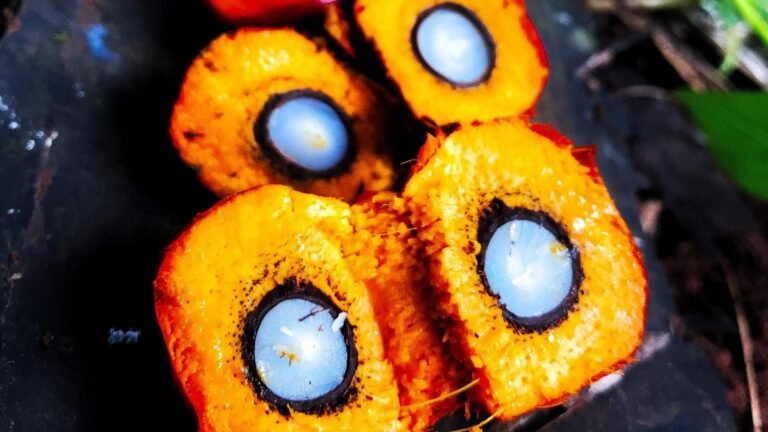 Palm Oil Magazine - PEMA Announces Plans for Palm Oil Refinery and Port ...
