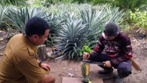 Palm Oil Magazine - Bikang Village Implements Pineapple Intercropping ...
