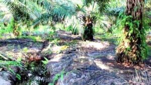 Palm Oil Magazine - Research Results in Central Kalimantan: Through ...