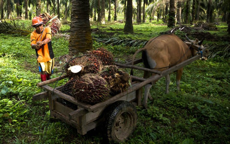 Palm Oil Magazine - Independent Smallholders FFB Price in Riau for Sept ...