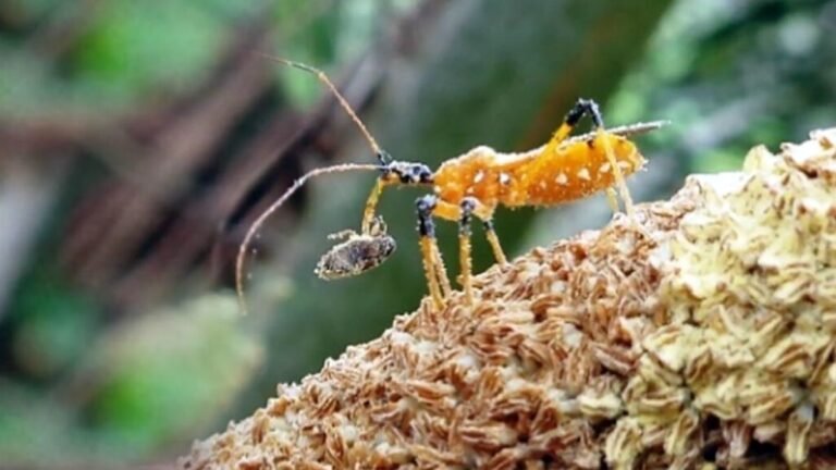 Palm Oil Magazine - Boosting Palm Oil Production Through Pollinator ...
