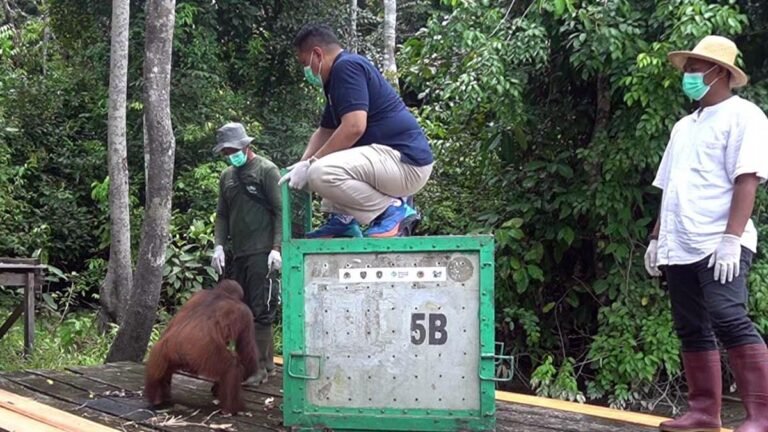 Palm Oil Magazine - SSMS Partners with BOSF to Rehabilitate and Release ...