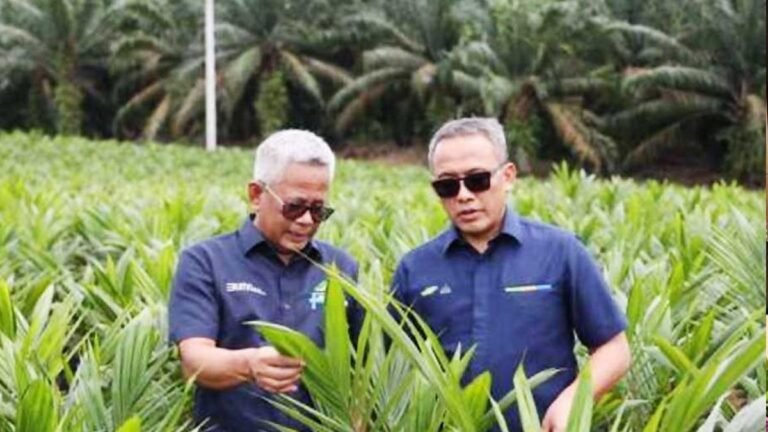 Palm Oil Magazine - PalmCo Launches Paddy Gogo Intercropping Program to ...