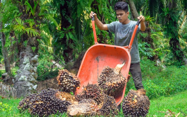 Palm Oil Magazine - North Sumatra FFB Prices Drop by IDR 135 per Kg at ...
