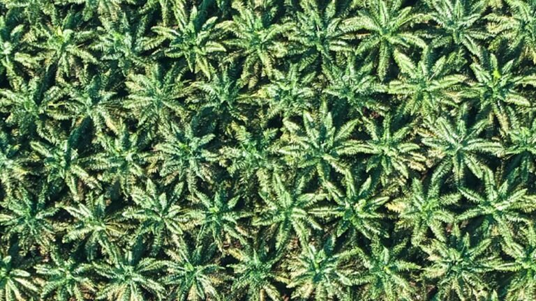 Palm Oil Magazine - PalmCo Becomes World's Largest Palm Oil Plantation ...