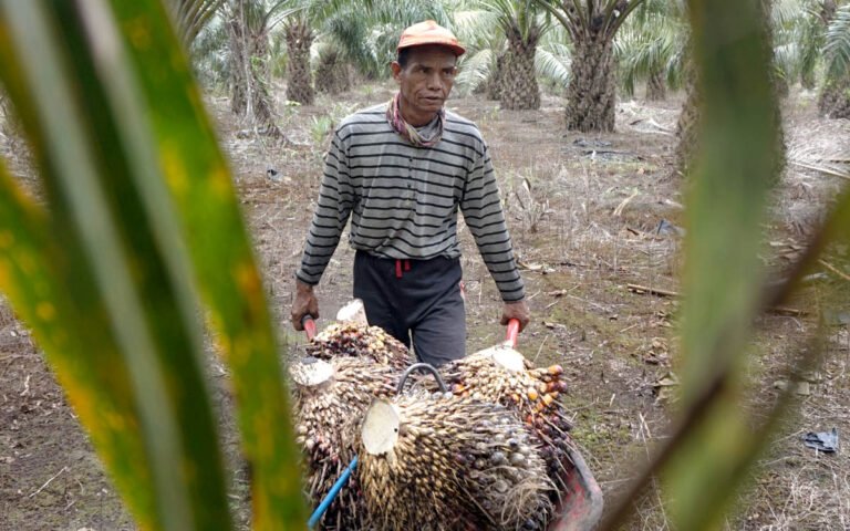 Palm Oil Magazine - Jambi FFB Price Highest at IDR 3,555.71 in the ...