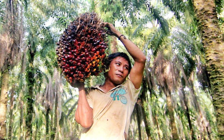 Palm Oil Magazine - West Kalimantan FFB Prices for the Period December ...