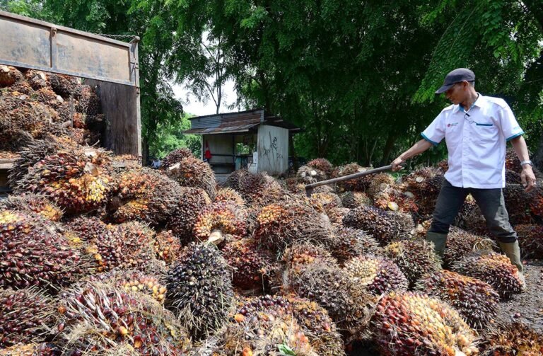 Palm Oil Magazine - FFB Prices in North Sumatra Drop by IDR 35.25 per ...