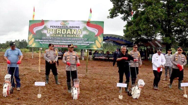 Palm Oil Magazine - PTPN IV PalmCo Cultivates 3,000 Hectares of Corn on ...