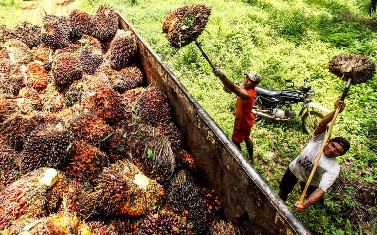 Palm Oil Magazine - Riau Independent FFB Price Hits Rp3,585.73/Kg for ...