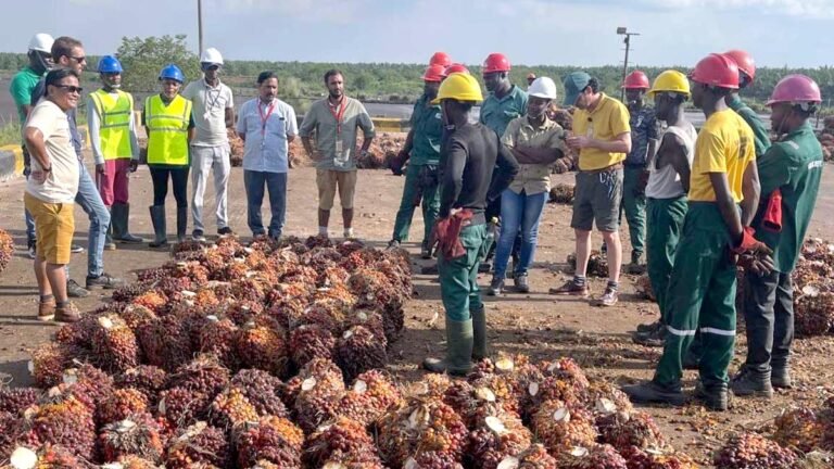 Growing Opportunities for Palm Oil Planters in Africa - Palm Oil Magazine