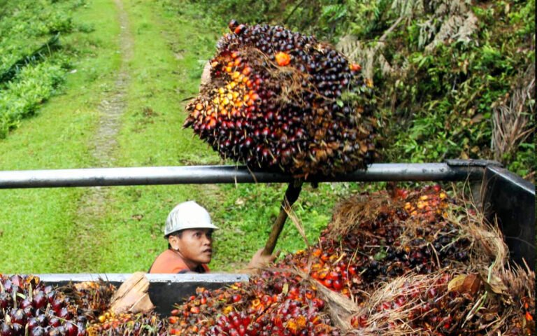 Palm Oil Magazine - North Sumatra FFB Price Rises Rp86.31/Kg for July 9 ...