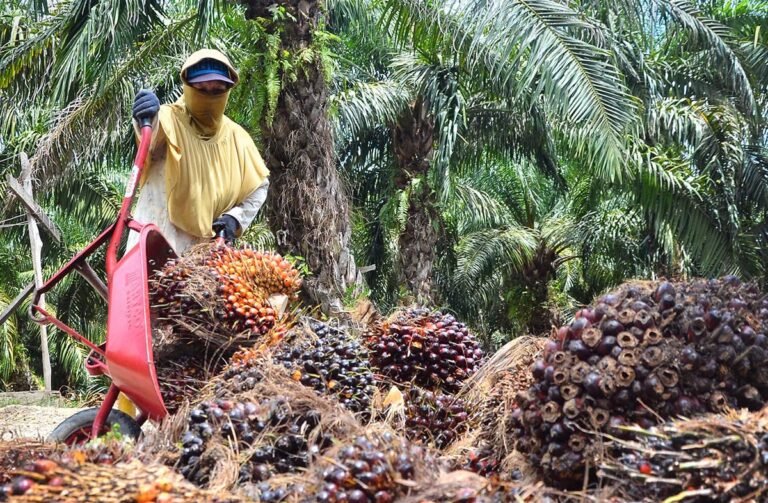 Palm Oil Magazine - Riau’s Plasma FFB Price Slightly Down and Remains ...