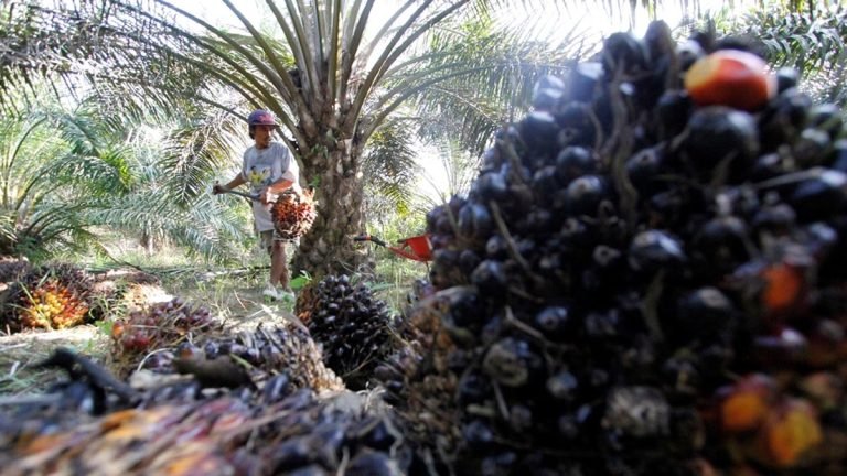 Palm Oil Magazine - Riau Plasma FFB Price Slightly Increases in Mid ...