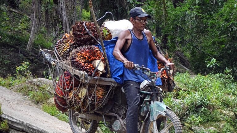 Palm Oil Magazine - Independent FFB Prices in Riau Rise Slightly for 19 ...