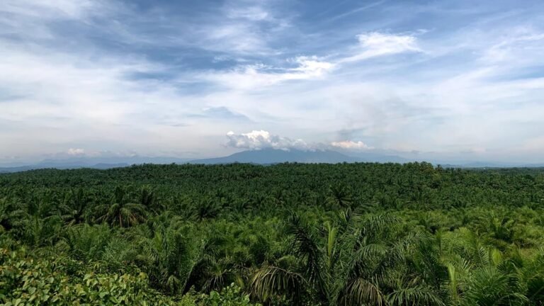 Palm Oil Magazine - Sawit Watch Warns Palm Oil Expansion in Papua Risks ...