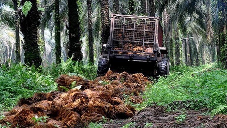 Palm Oil Magazine - IPB Professor: Oil Palm Trees Have Ecological ...