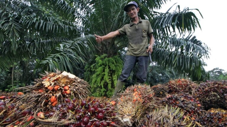Palm Oil Magazine - Riau Independent Smallholder FFB Prices Climb to ...