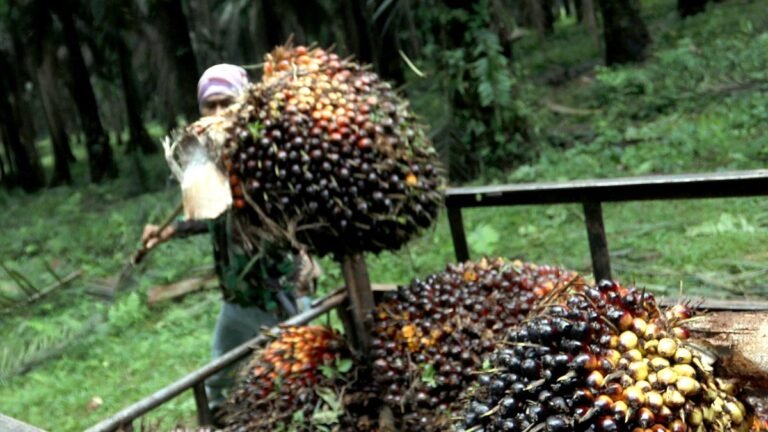Palm Oil Magazine - Bangka Belitung FFB Prices Decline in Early May ...